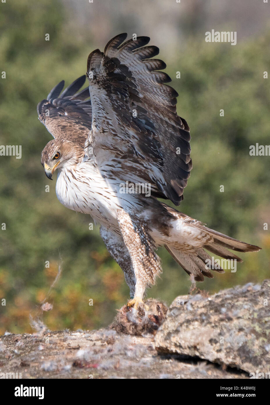 Male eagle hi-res stock photography and images - Alamy