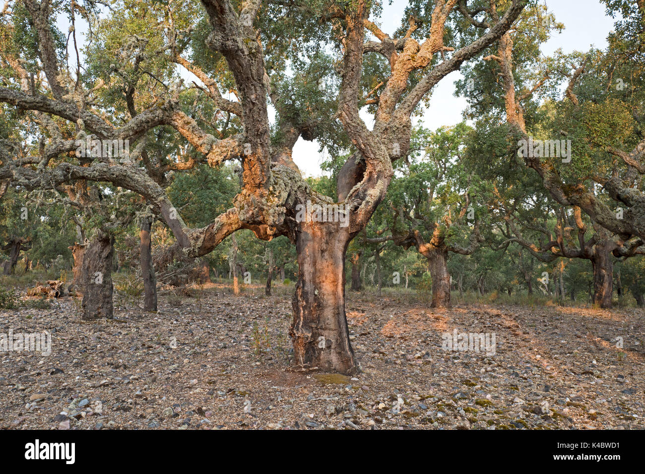 Commercial Cork Oak forest in Arribes del Duero Natural Park (Parque ...