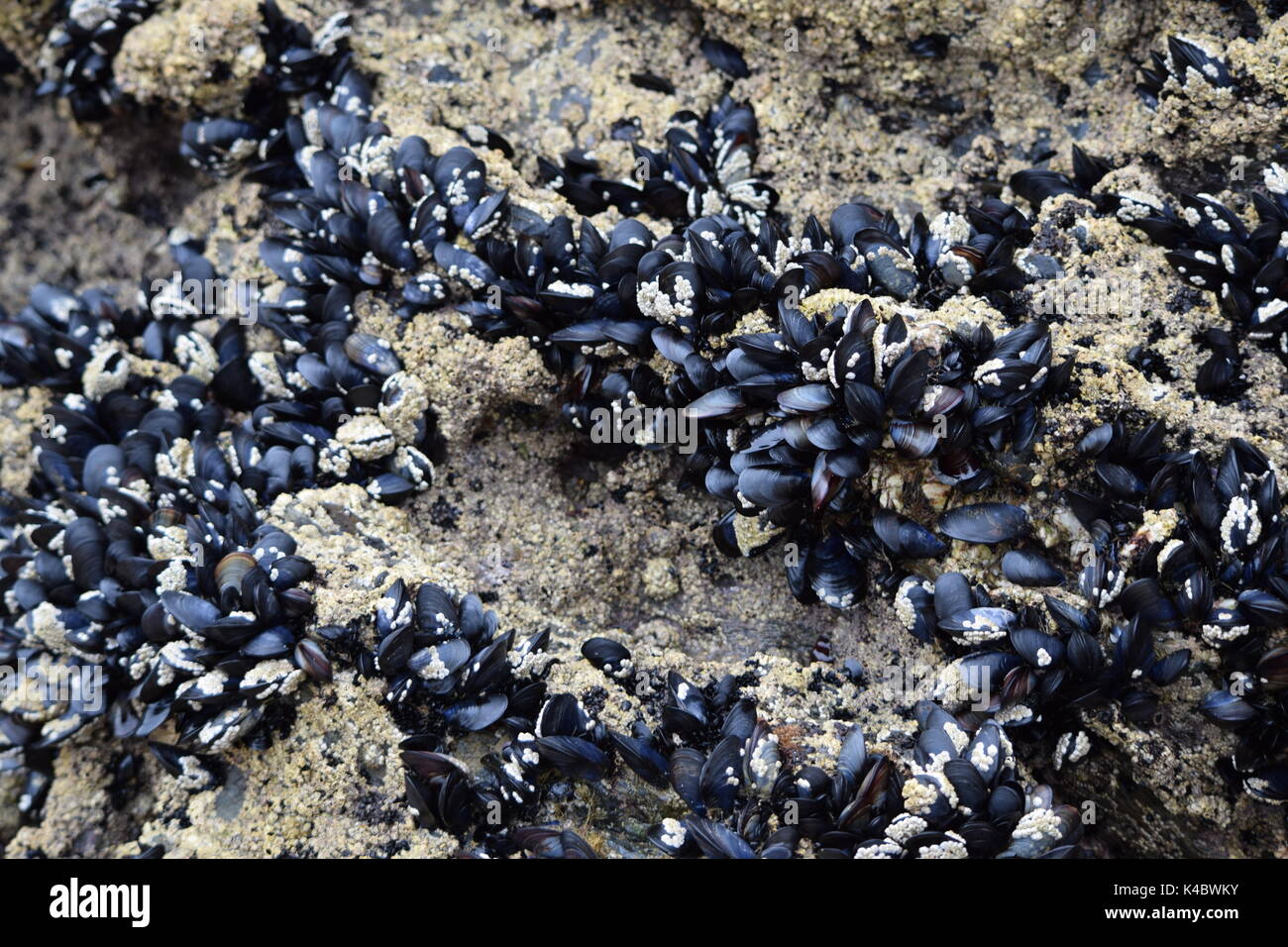 Sea Muscles on Rock Stock Photo - Alamy