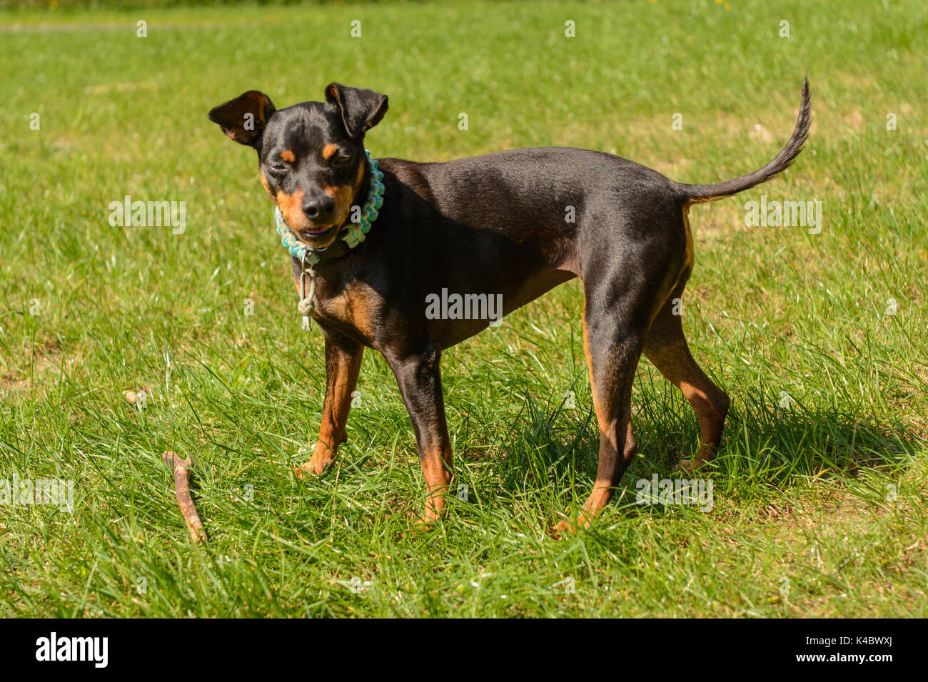 Dwarf Pinscher On The Meadow Looks Attentively To The Camera Stock ...