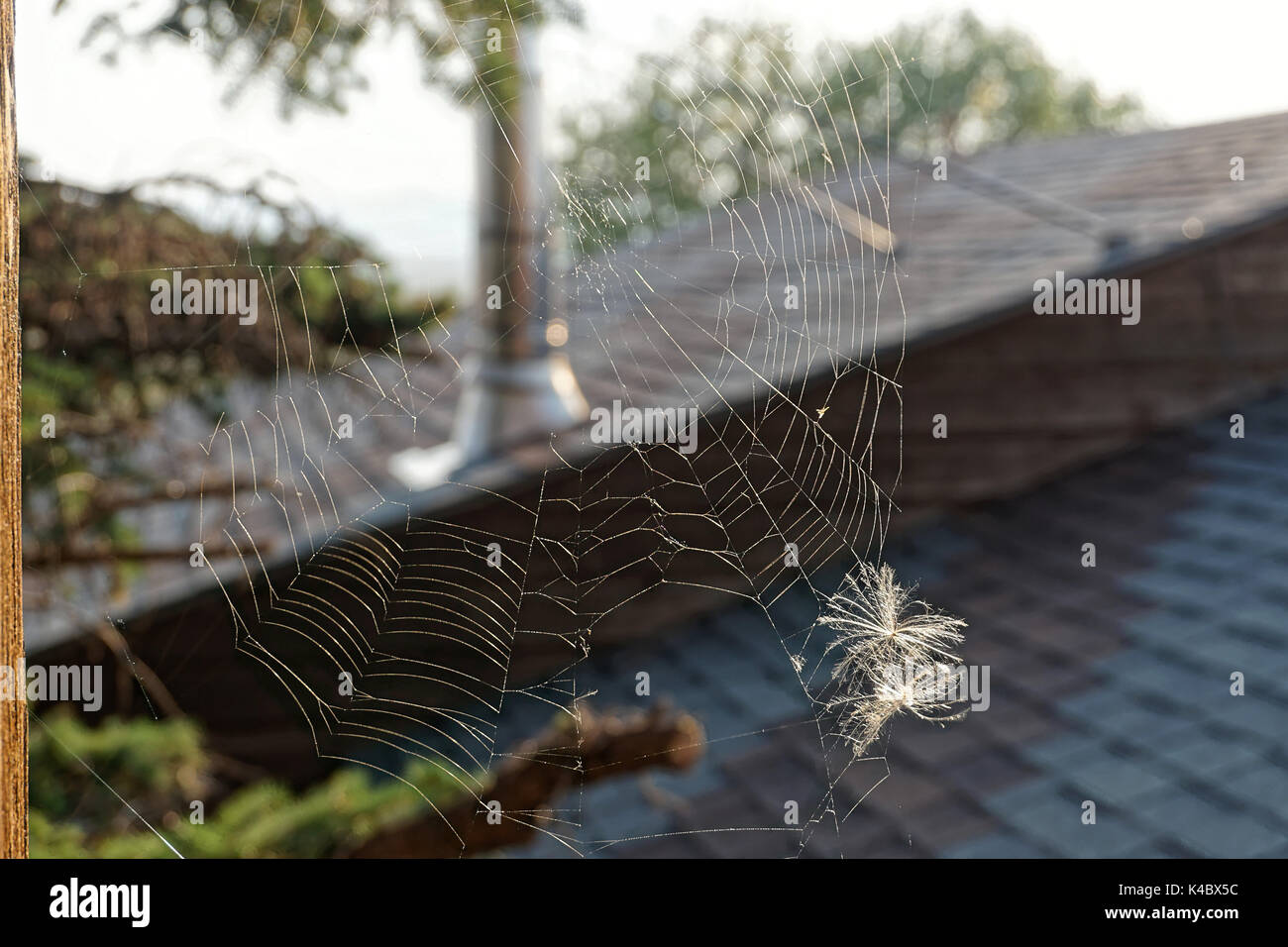 Gossamer spider hi-res stock photography and images - Alamy