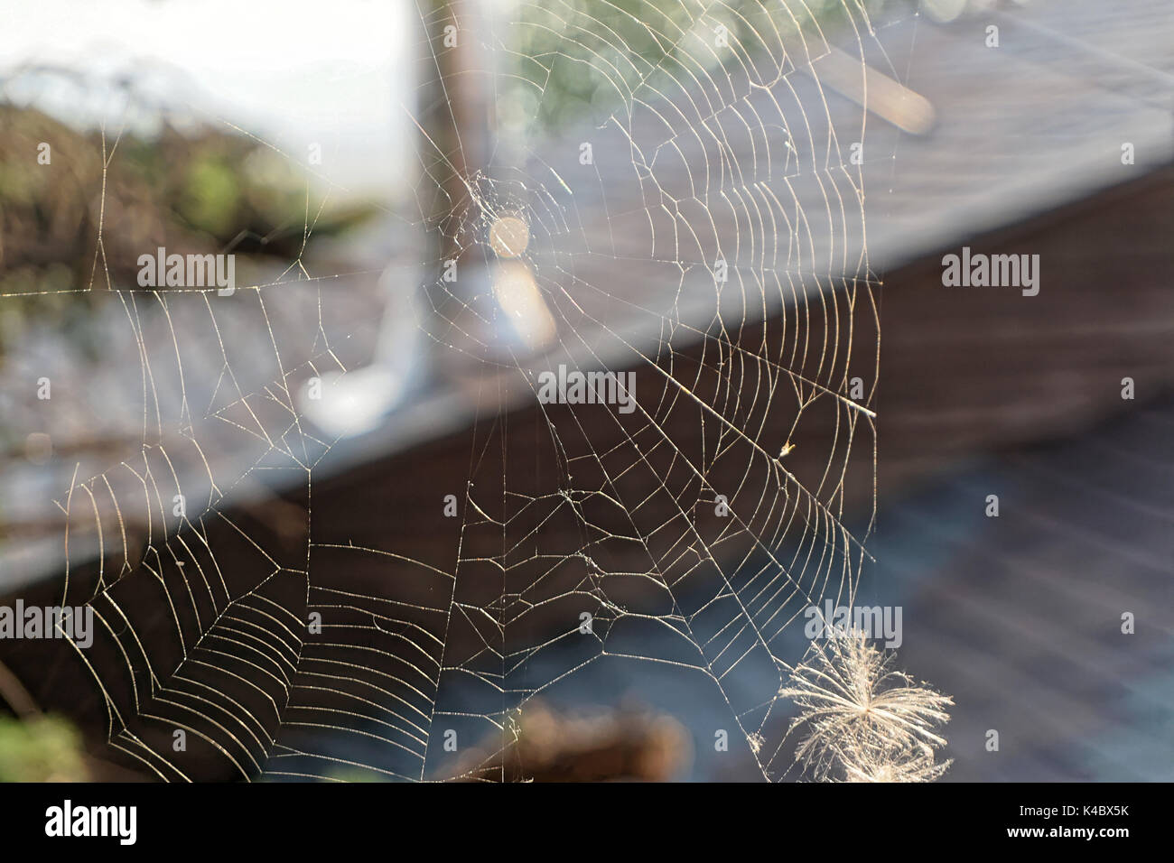 Gossamer spider hi-res stock photography and images - Alamy
