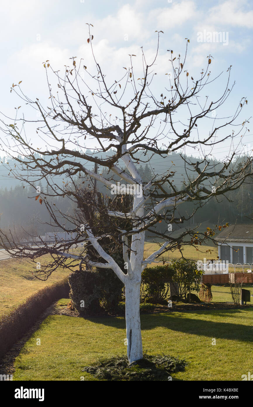 Fruit Tree Is Protected Against Frost Damage With Limescale Stock Photo ...