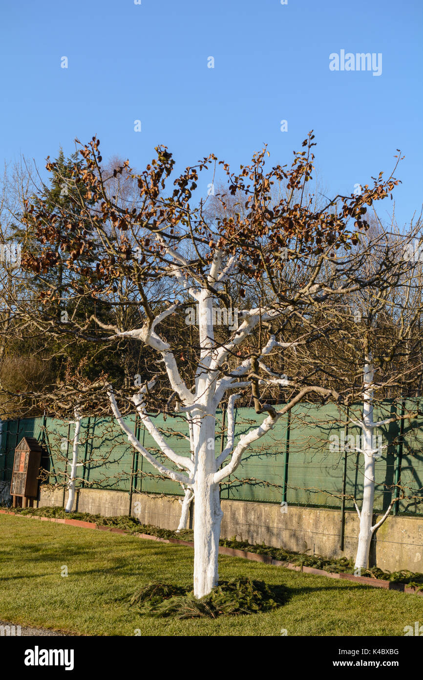 Common lime tree bark hi-res stock photography and images - Alamy