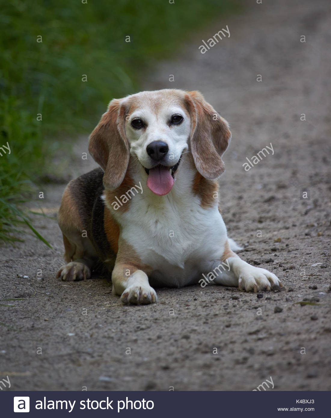 Beagles Stock Photos & Beagles Stock Images - Alamy