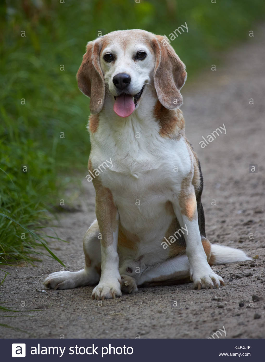 Beagles Stock Photos & Beagles Stock Images - Alamy