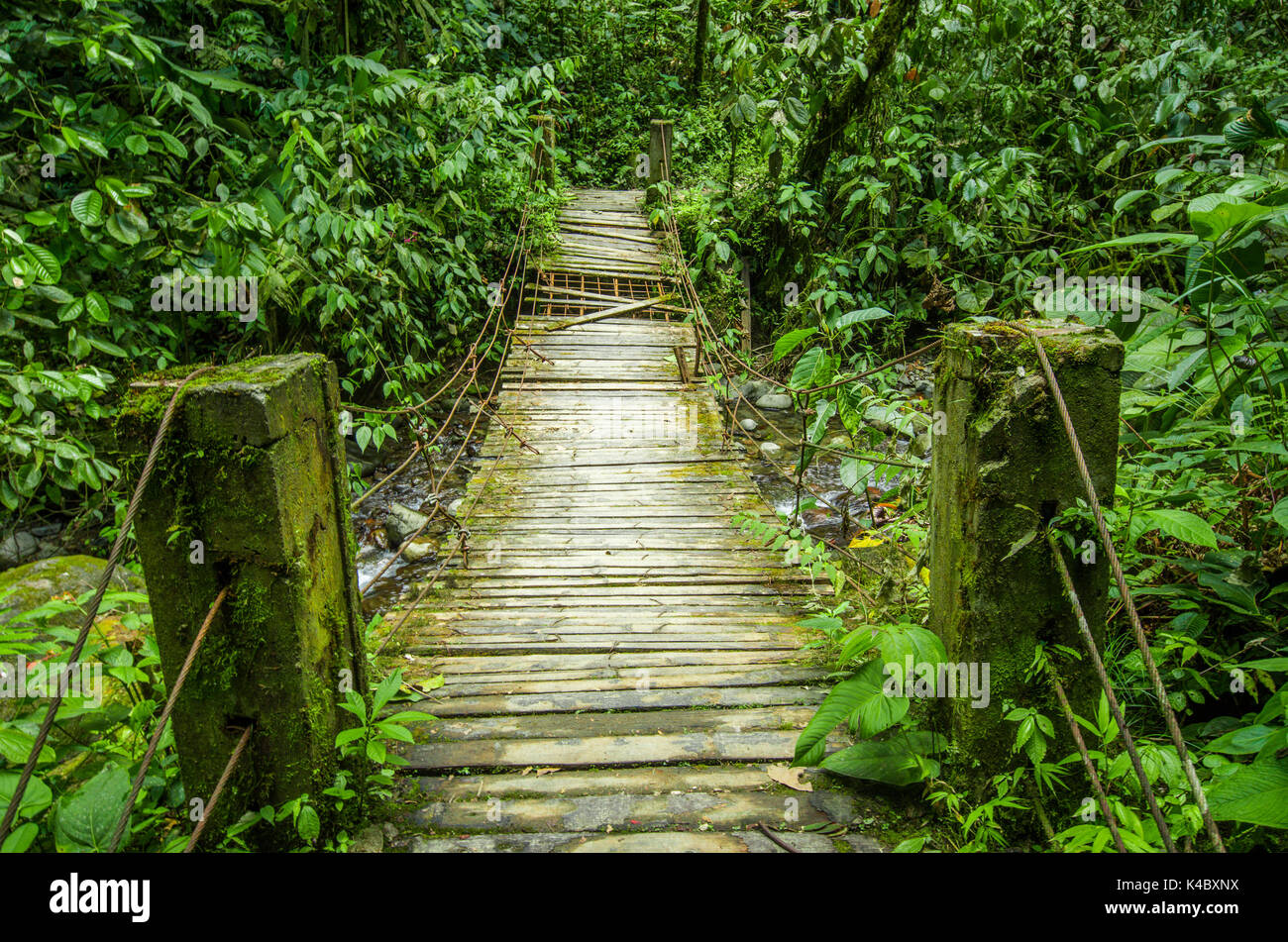 Beautiful wooden bridge in hill rain forest with moisture plant ...