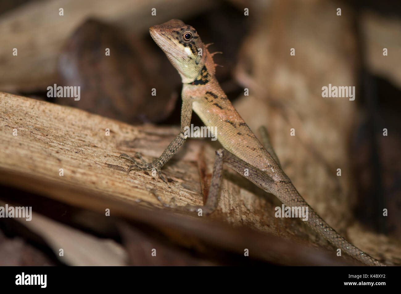 Elliots hi-res stock photography and images - Alamy