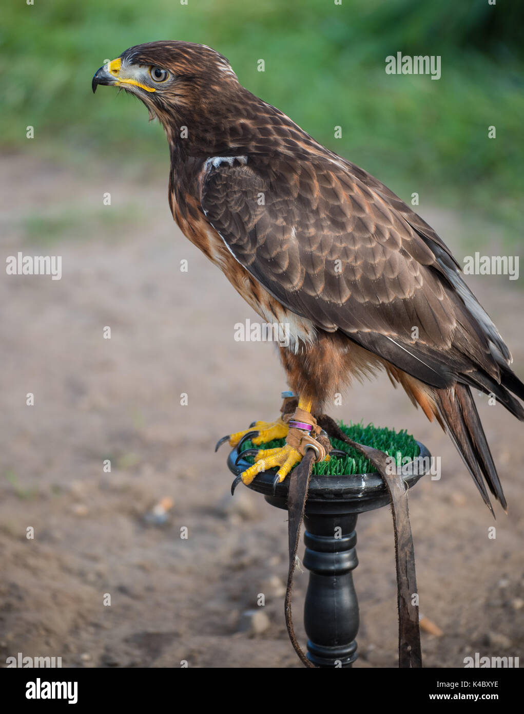 young wild buzzard concentrates on his seat Stock Photo - Alamy
