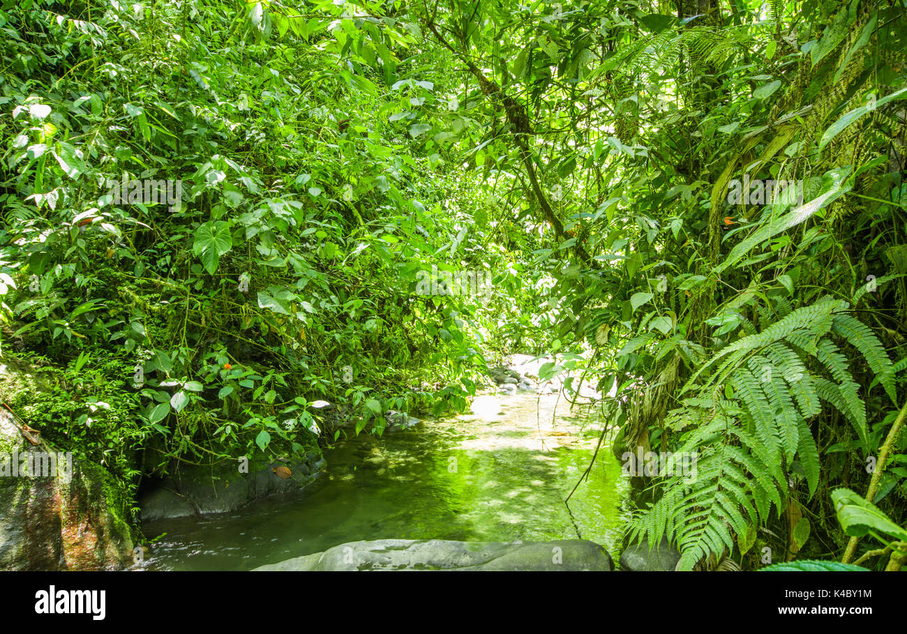 Beautiful creek flowing inside of a green forest with stones in river ...