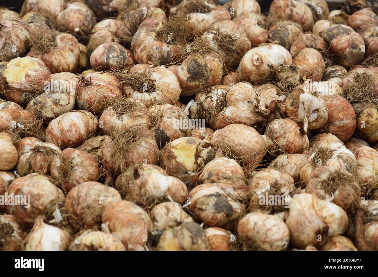 Large group of flower bulbs Stock Photo - Alamy