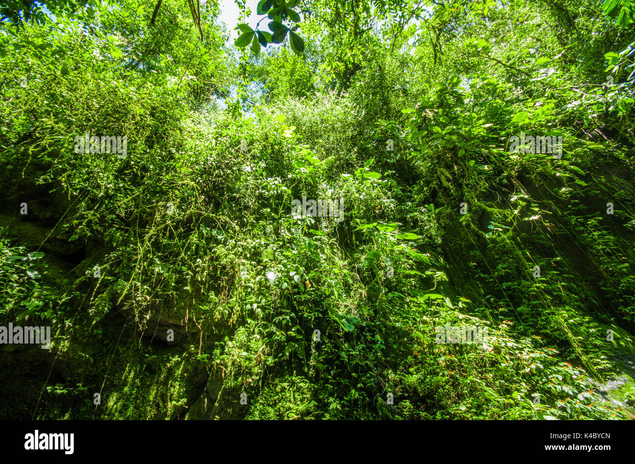Beautiful view of the nature inside the forest in Mindo Stock Photo - Alamy