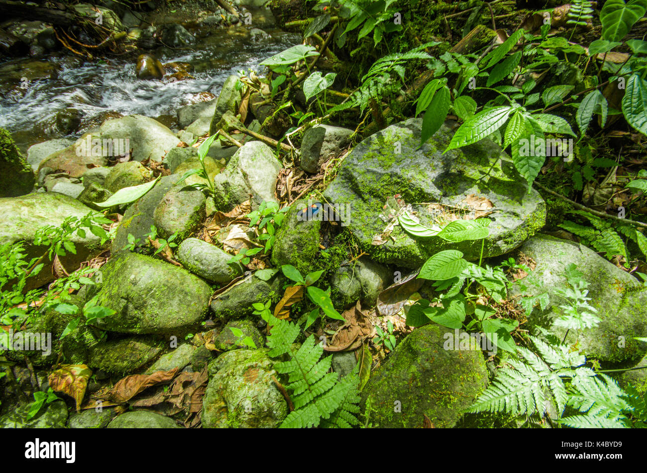 Beautiful creek flowing inside of a green forest with stones in river ...
