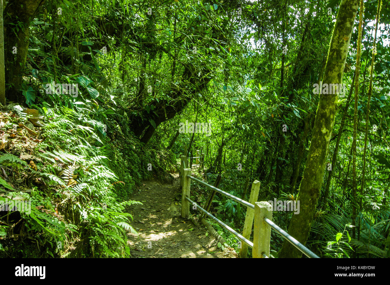 Beautiful path inside of the rain forest with moisture plant, located ...
