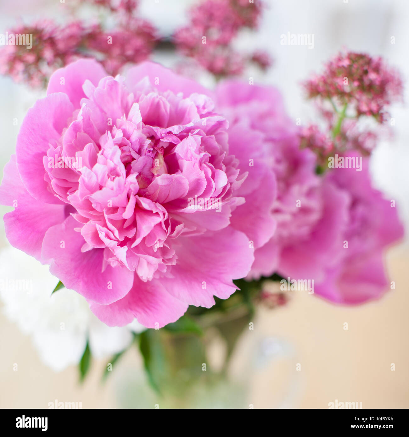 Decorative peonies hi-res stock photography and images - Alamy