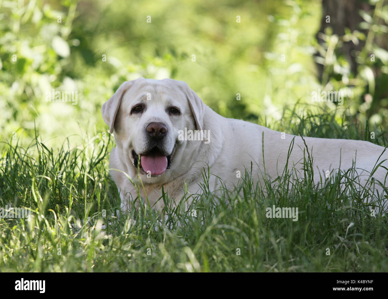 the cute yellow labrador in the park in summer Stock Photo - Alamy