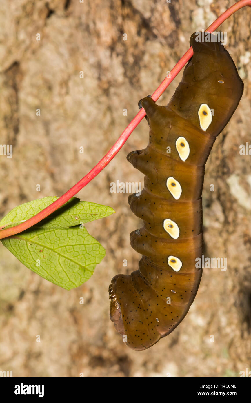A close up of a Pandora Sphinx Moth Larva eating Virginia Creeper Stock ...