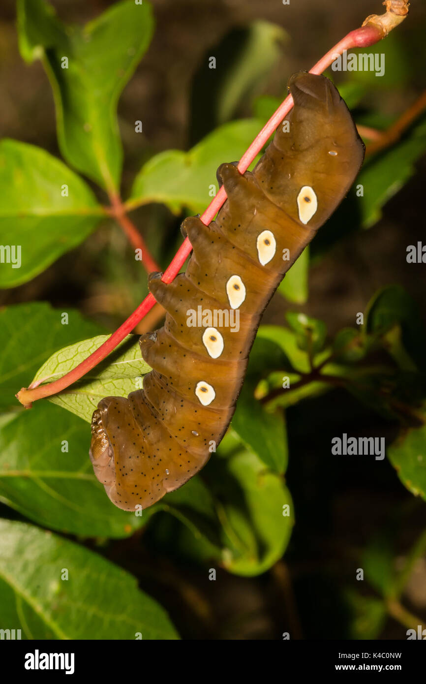 A close up of a Pandora Sphinx Moth Larva eating Virginia Creeper Stock ...