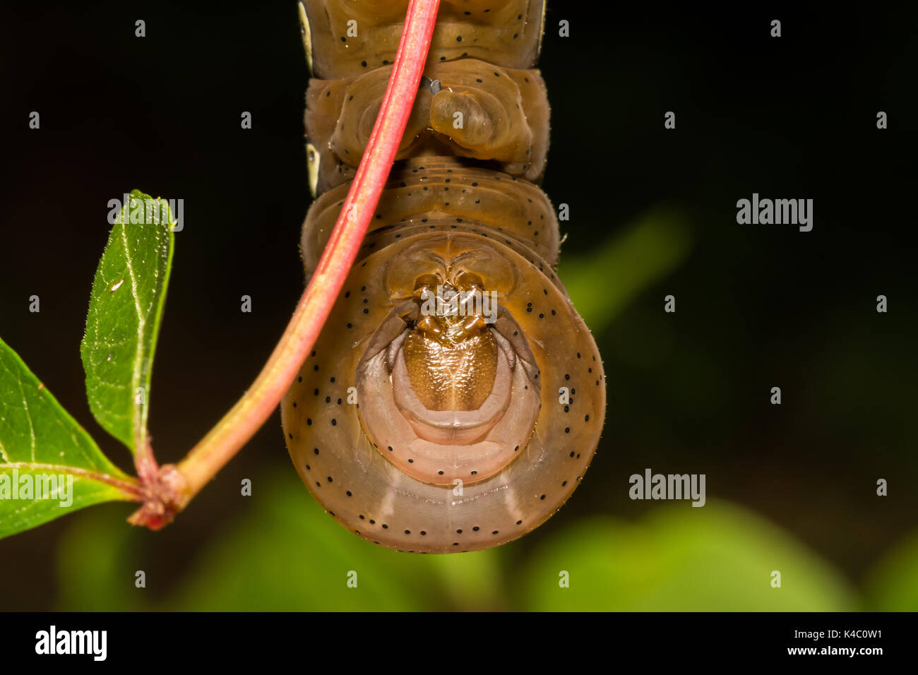 A close up of a Pandora Sphinx Moth Larva eating Virginia Creeper Stock ...