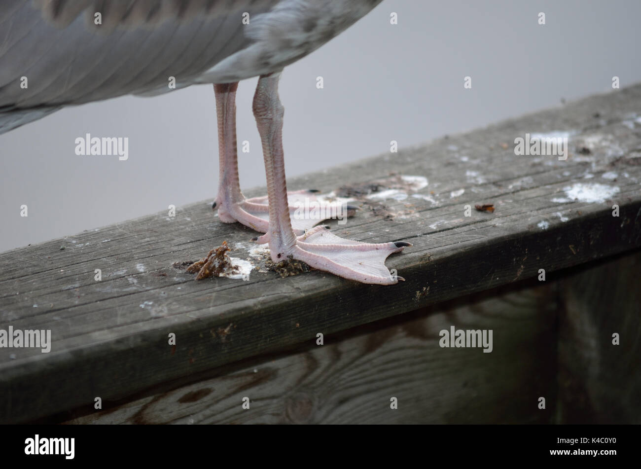 Seagull feet hi-res stock photography and images - Alamy