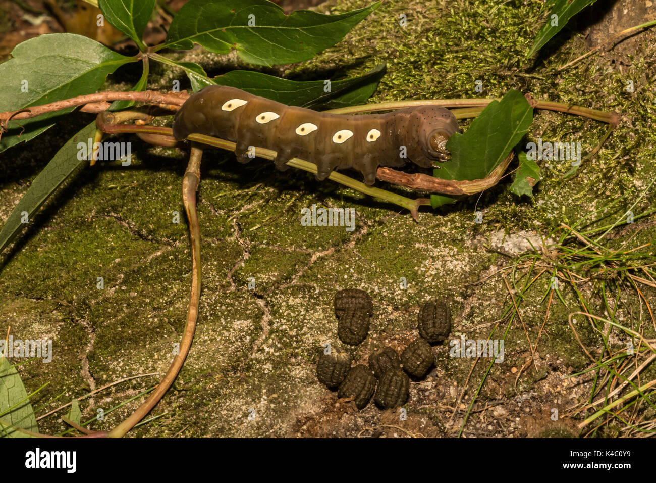 A close up of a Pandora Sphinx Moth Larva eating Virginia Creeper ...