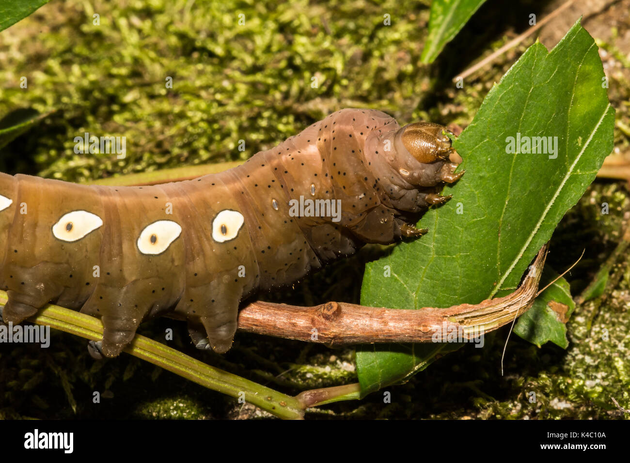 A close up of a Pandora Sphinx Moth Larva eating Virginia Creeper Stock ...