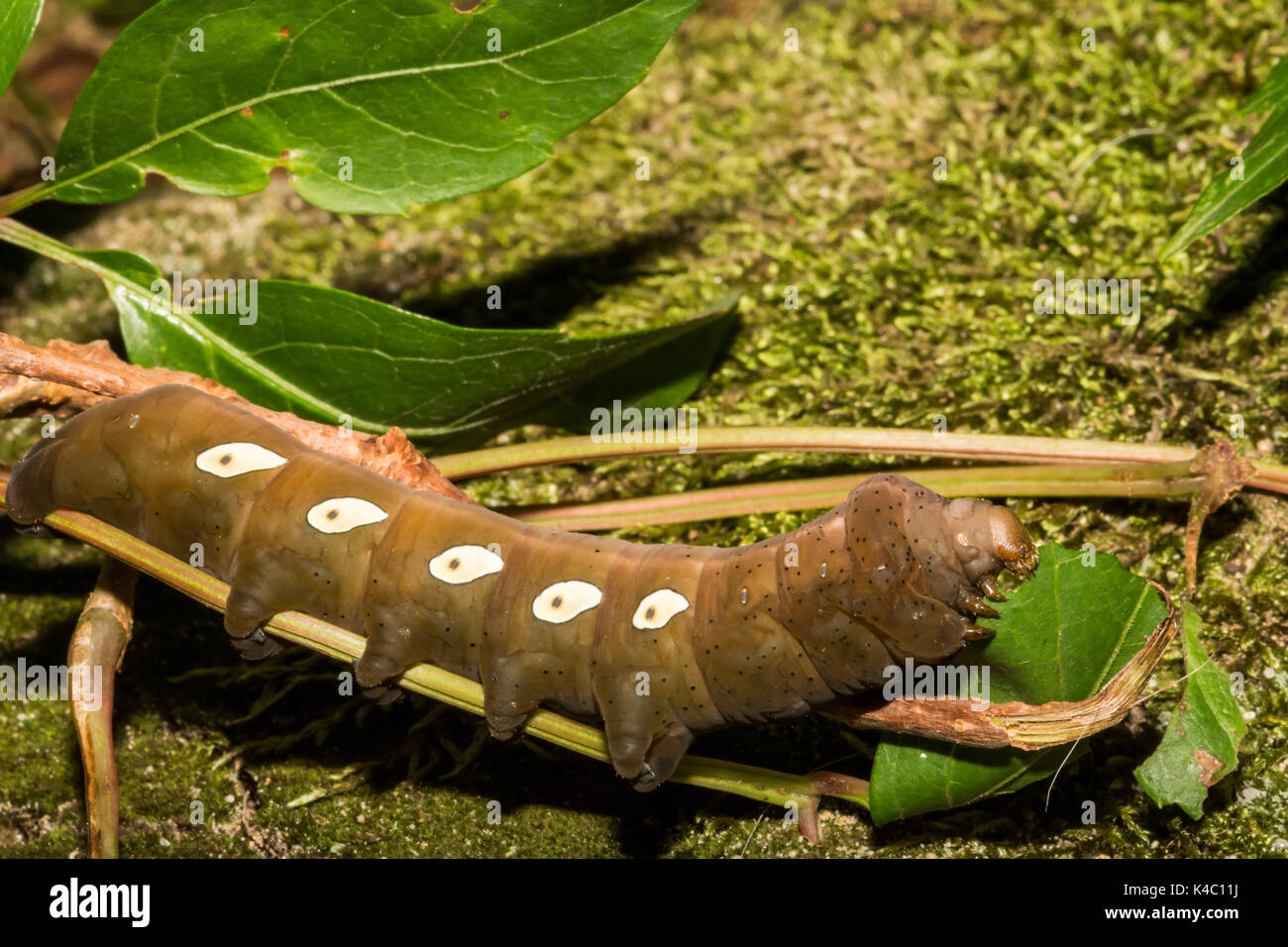 Sphinx moth larva hi-res stock photography and images - Alamy