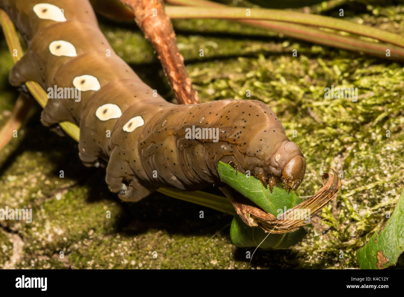 A close up of a Pandora Sphinx Moth Larva eating Virginia Creeper Stock ...