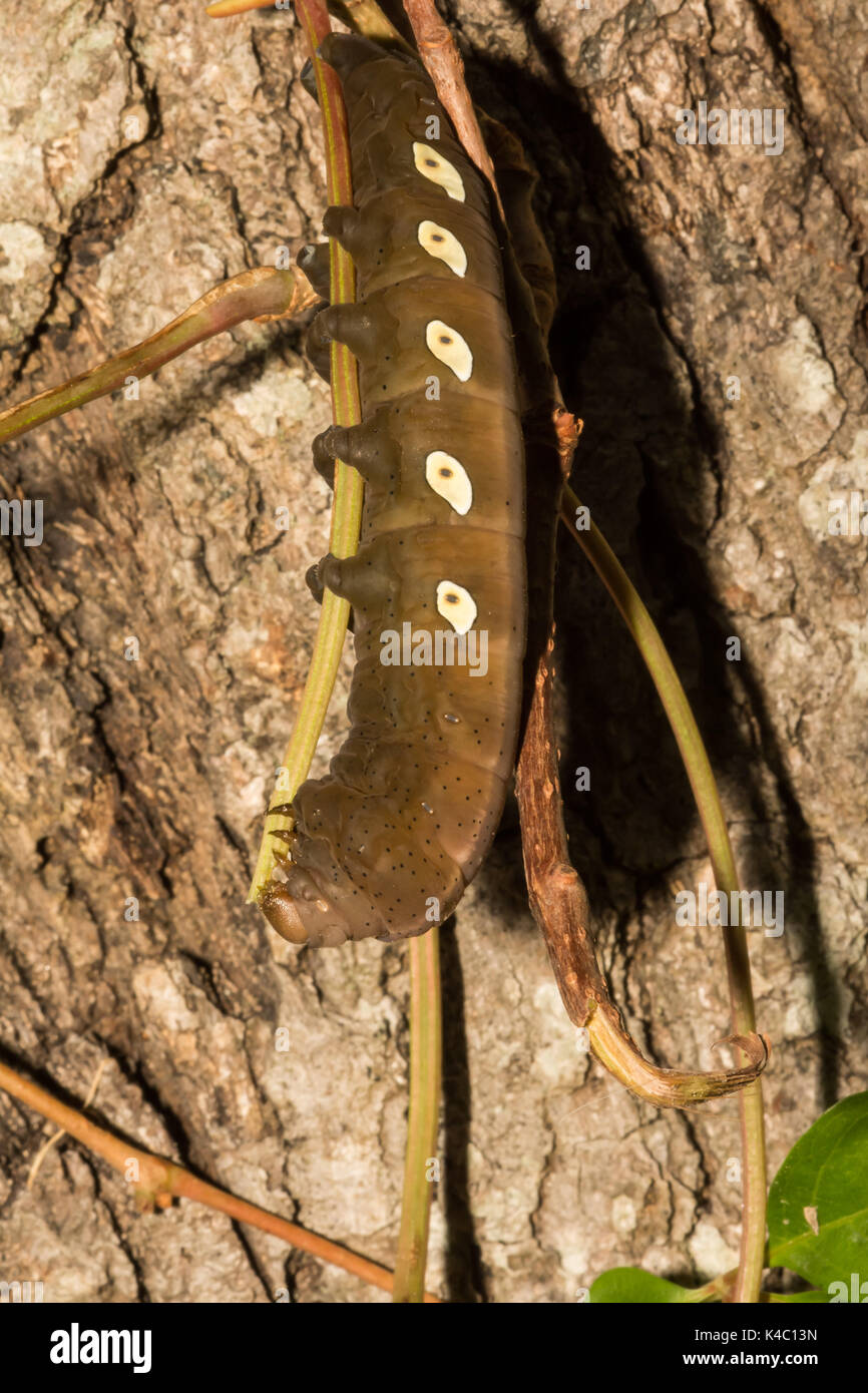 A close up of a Pandora Sphinx Moth Larva eating Virginia Creeper Stock ...