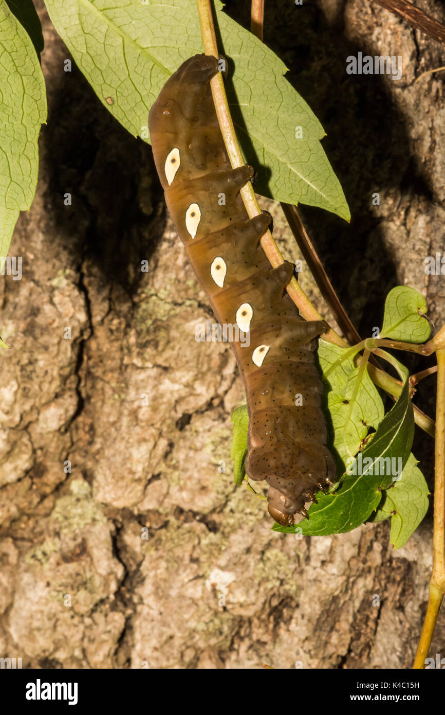 A close up of a Pandora Sphinx Moth Larva eating Virginia Creeper Stock ...