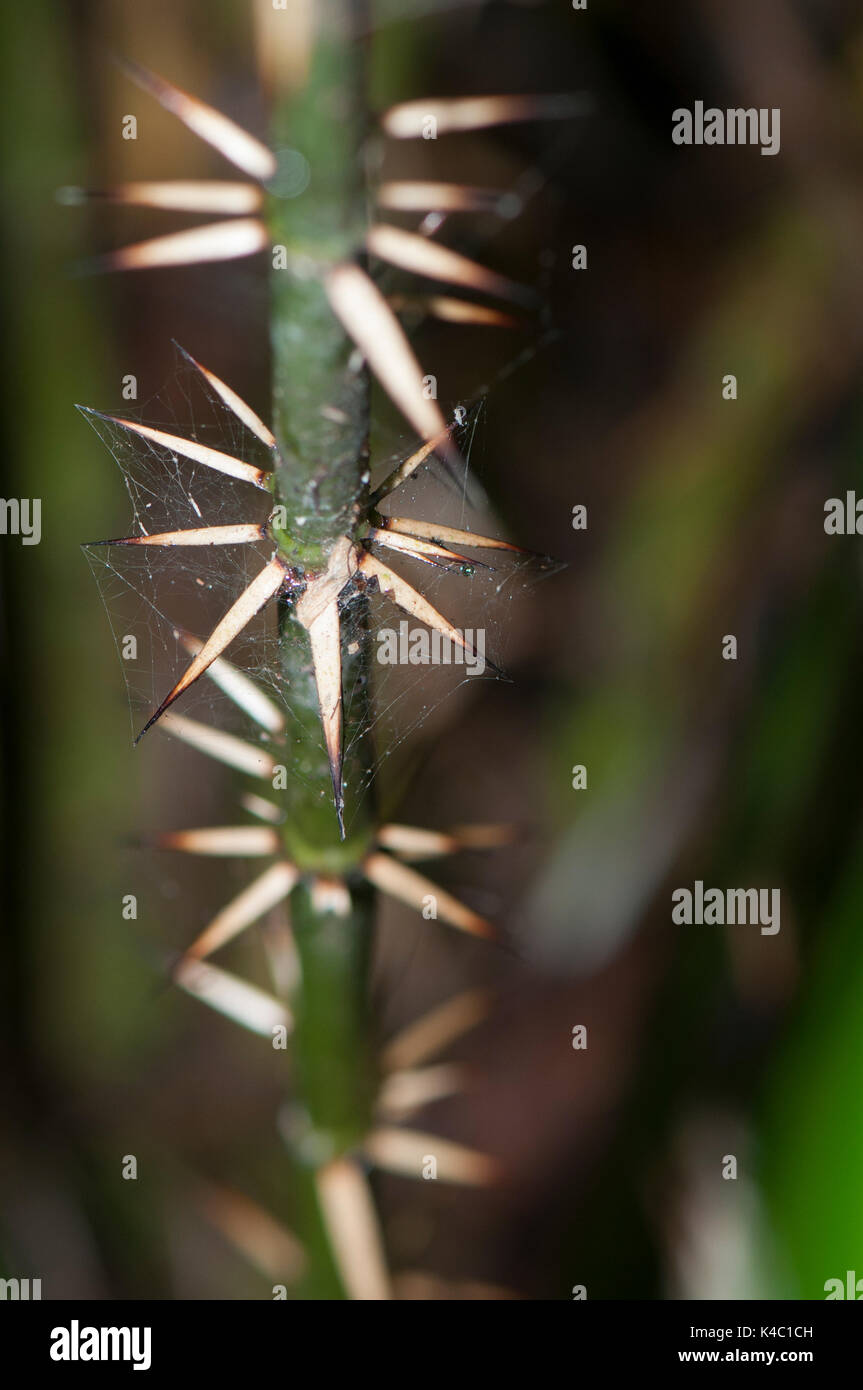 Needle like leaves hi-res stock photography and images - Alamy