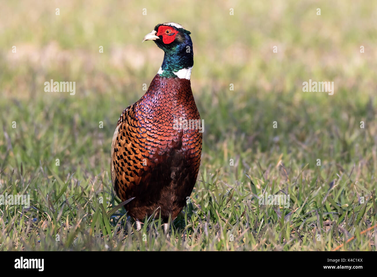 Pheasant in environment hi-res stock photography and images - Alamy