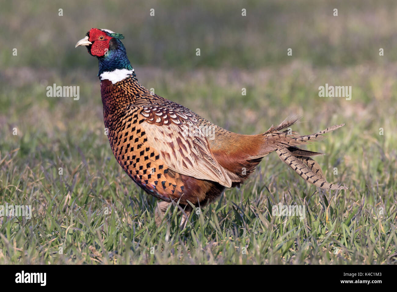 Pheasant In A Field Stock Photo - Alamy