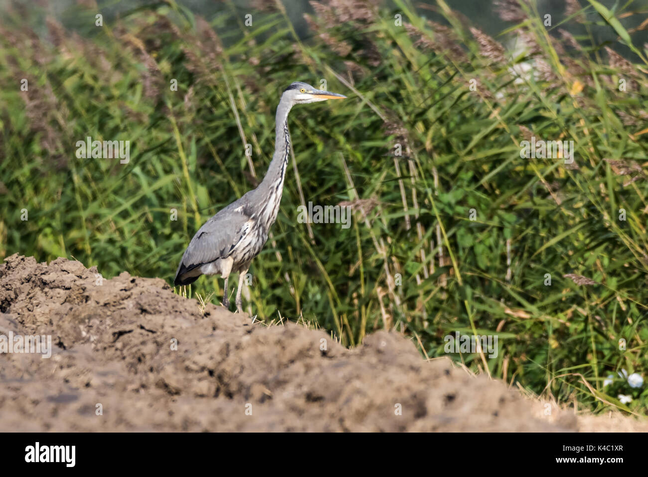 Flying heron on grassland hi-res stock photography and images - Alamy