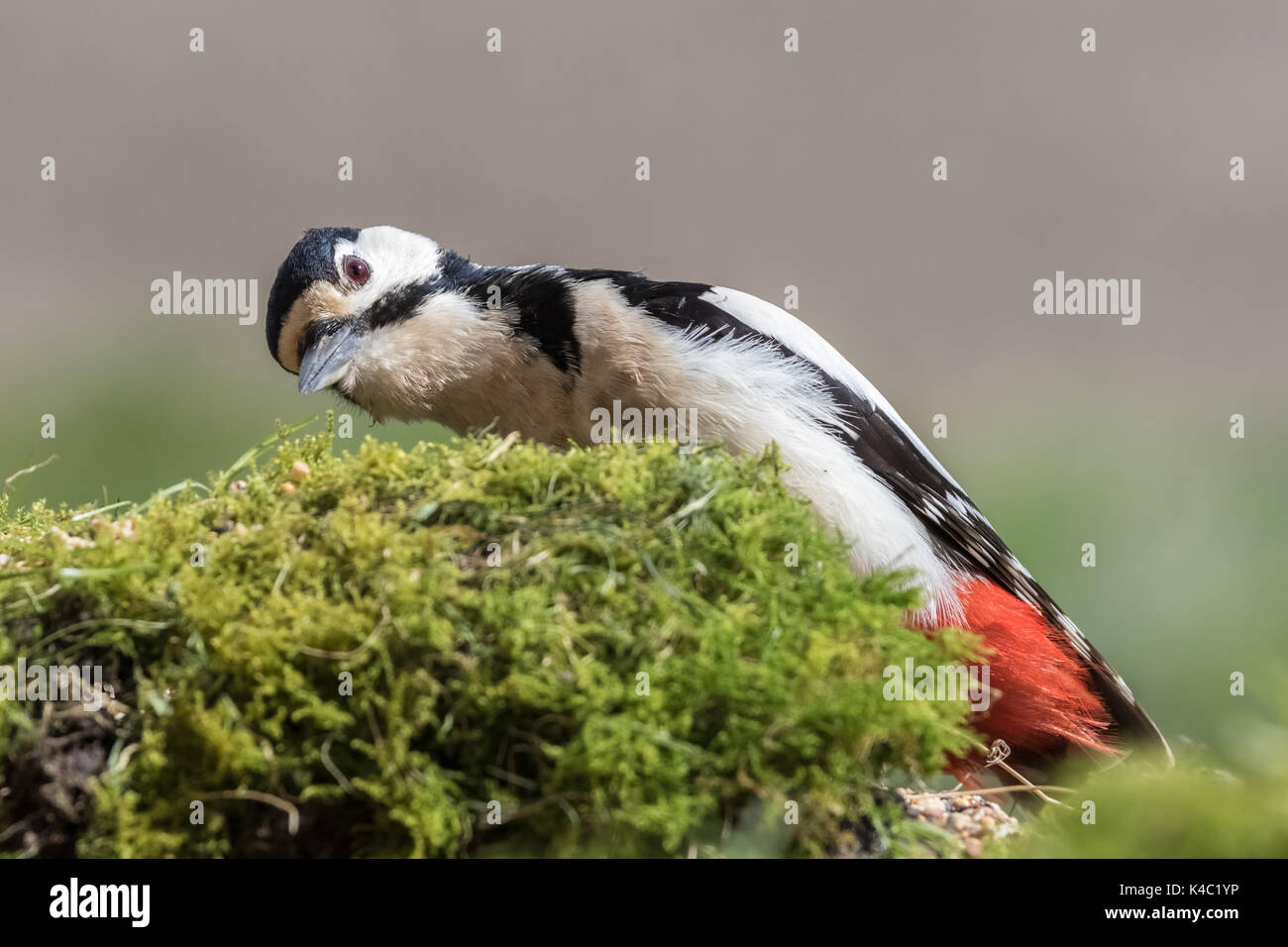 Birds foraging in forests hi-res stock photography and images - Alamy
