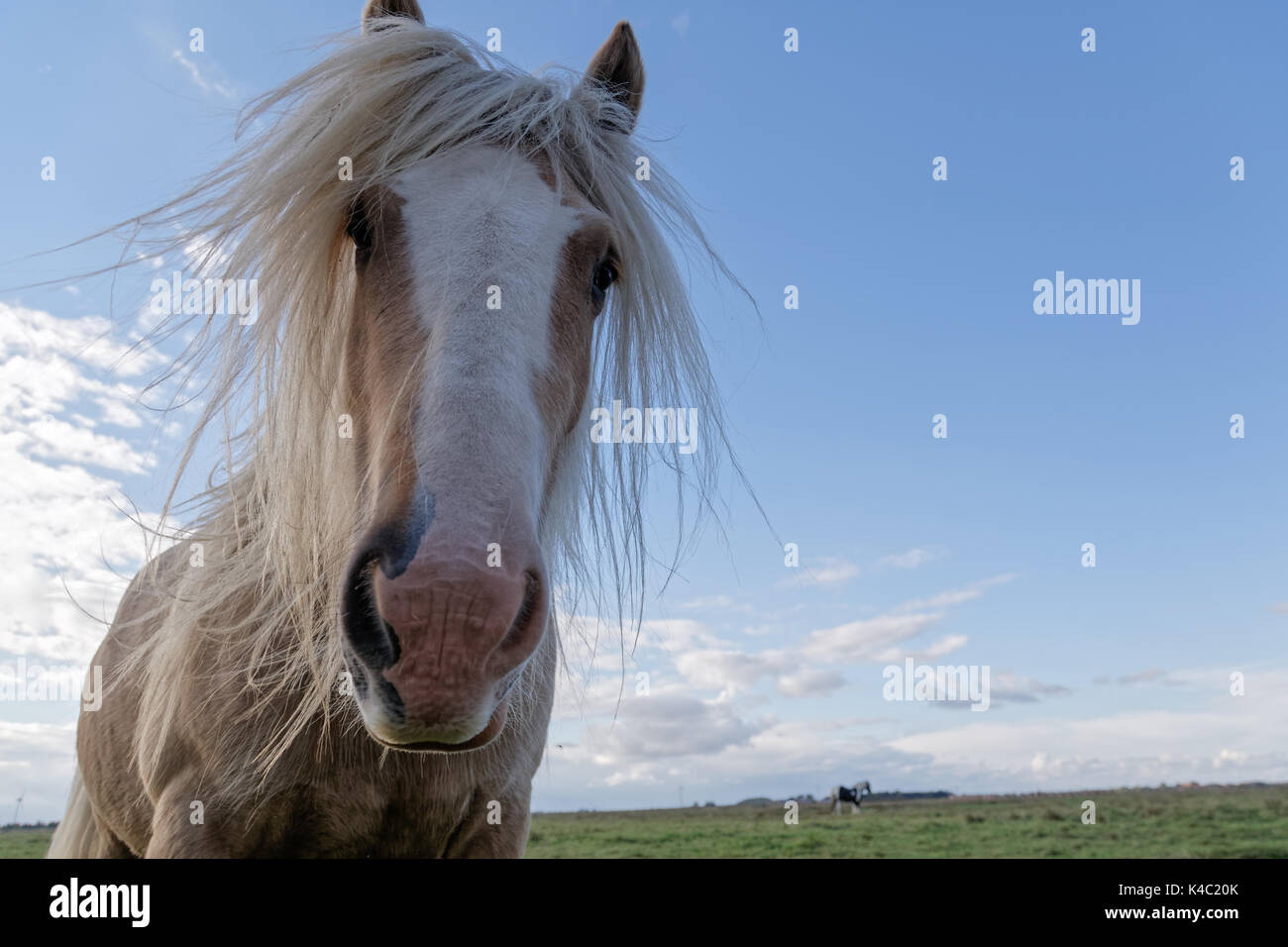 Tinker mix hi-res stock photography and images - Alamy