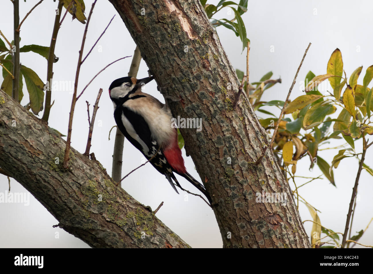 Birds foraging in forests hi-res stock photography and images - Alamy