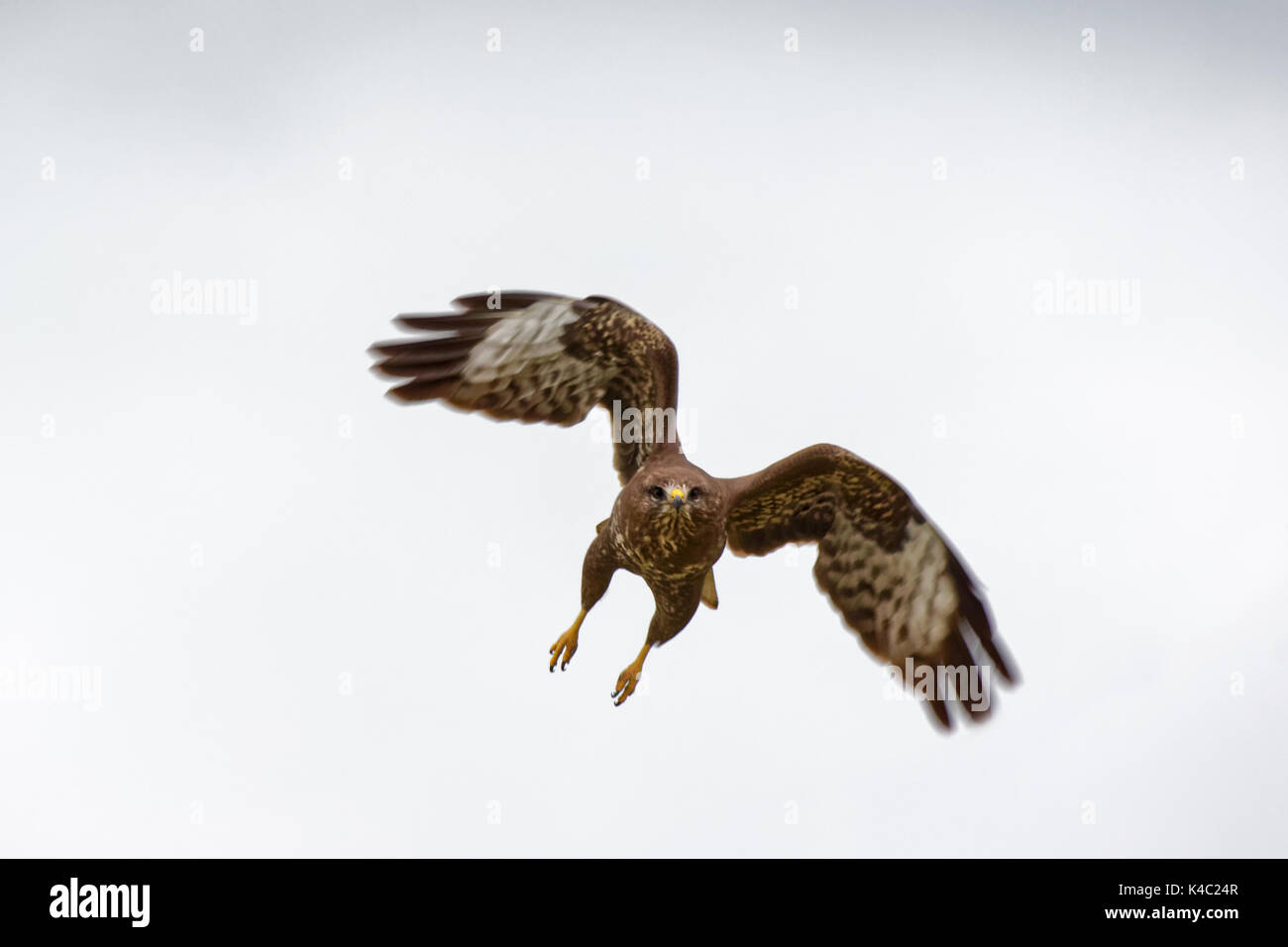 Mouse Bussard In Flight Stock Photo - Alamy