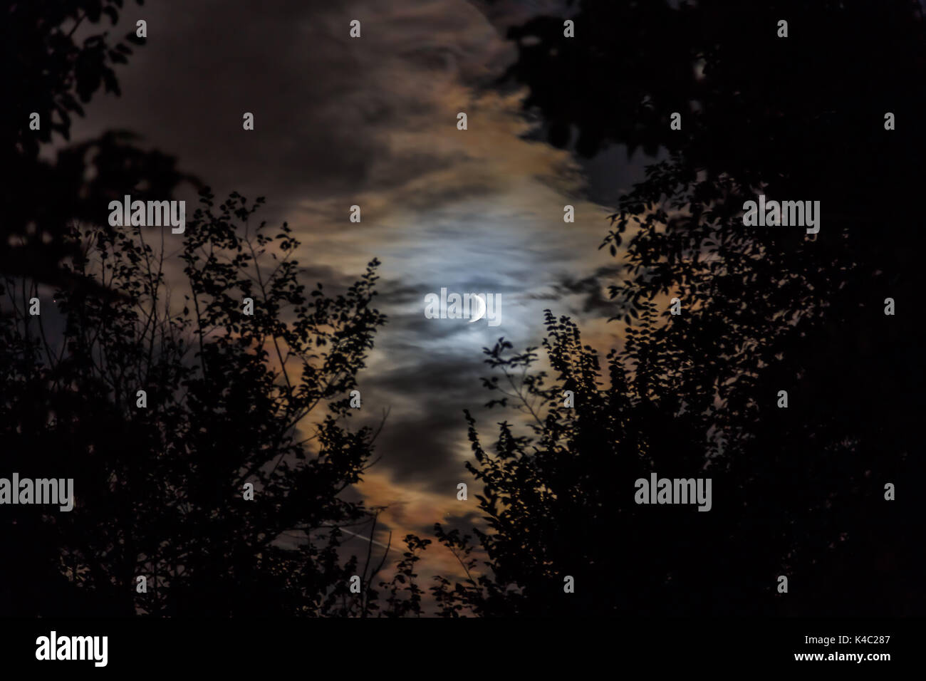 Trees In The Moonlight Stock Photo - Alamy