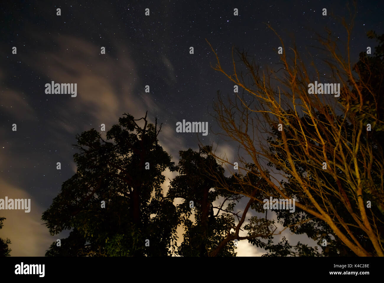 Trees In The Moonlight Stock Photo - Alamy