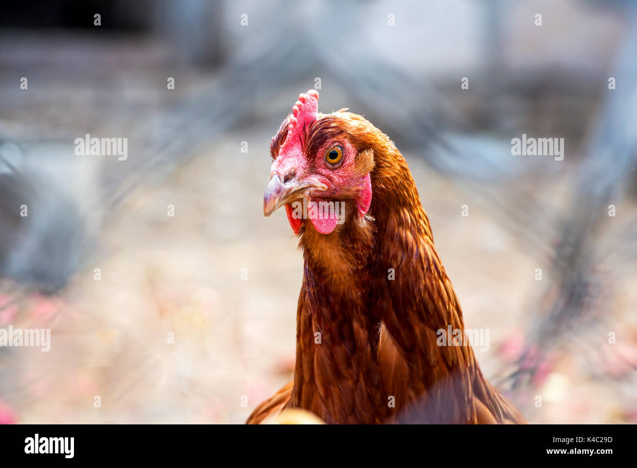 Portrait of a domestic chicken Stock Photo - Alamy