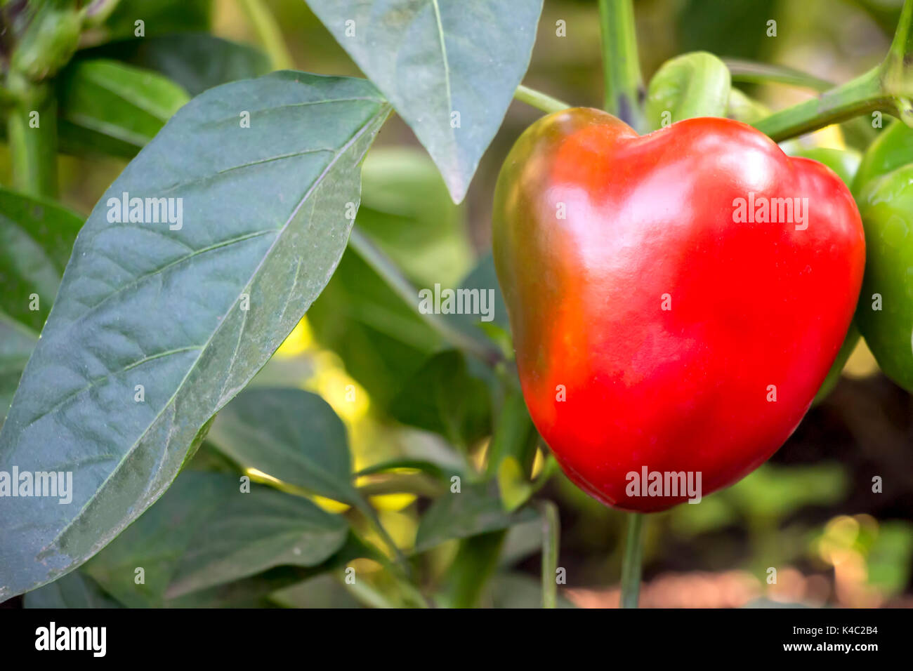 Red bell pepper Stock Photo - Alamy