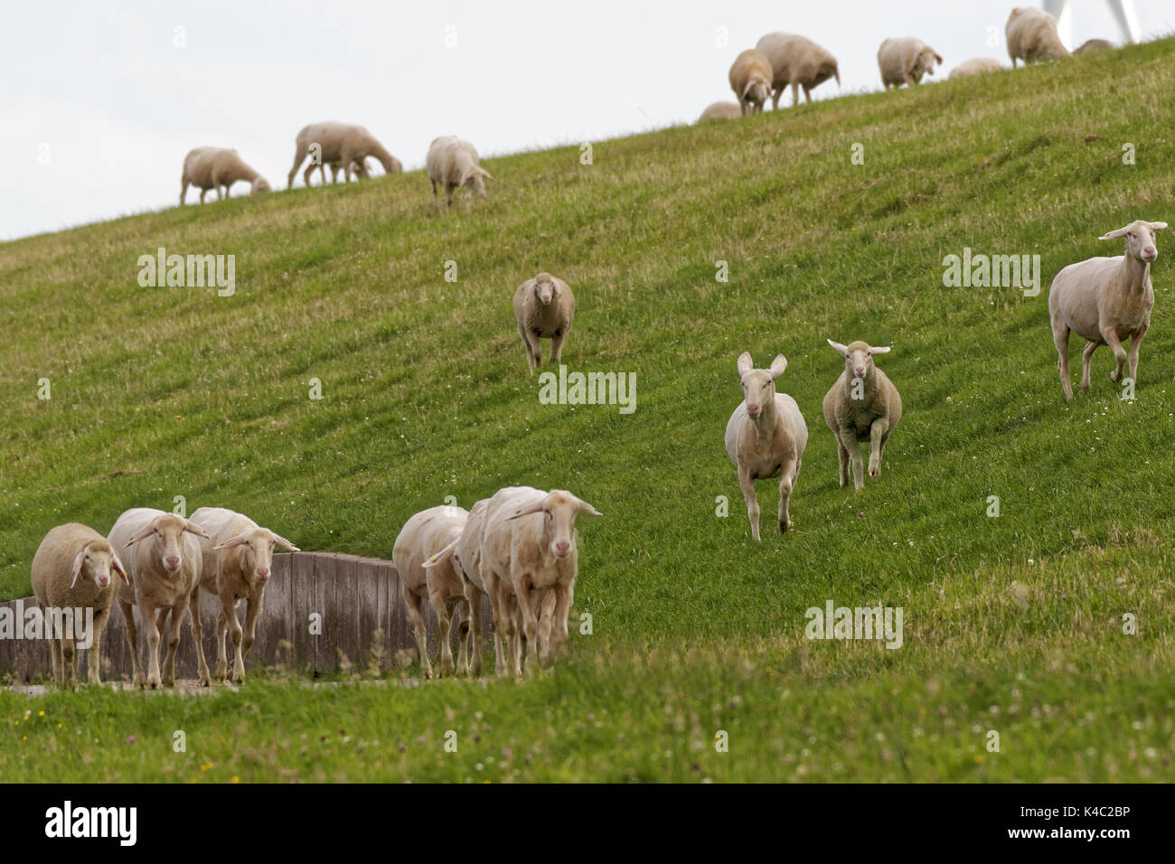 Merino sheep germany hi-res stock photography and images - Alamy