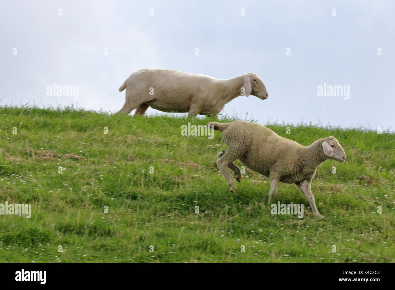 Sheep weed hi-res stock photography and images - Alamy