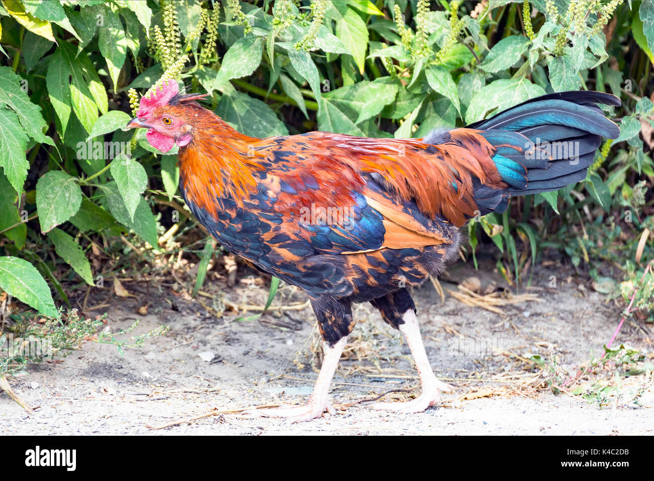 Motley chicken hen hi-res stock photography and images - Alamy