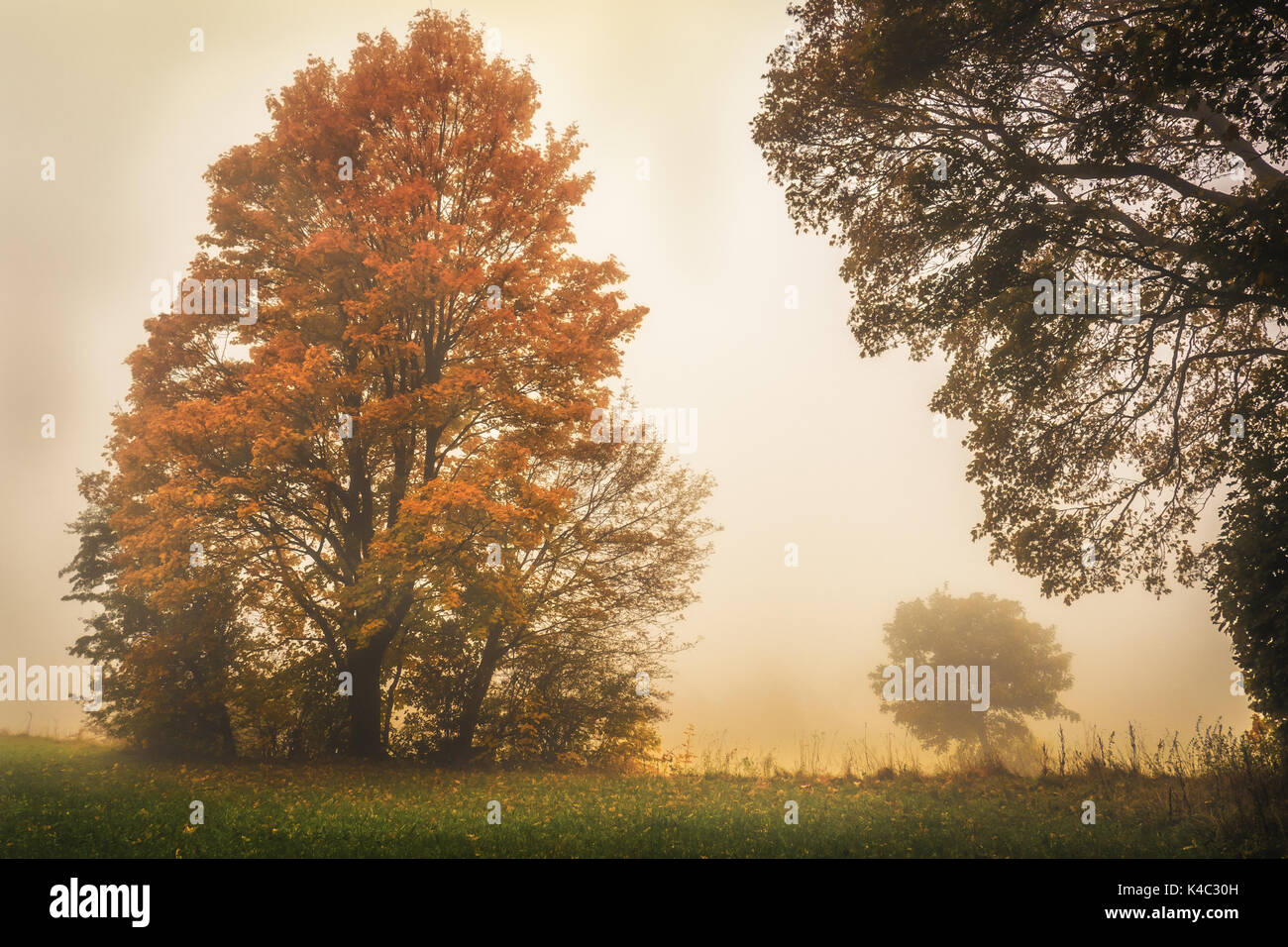 Colorful Tree In Autumn With Fog Stock Photo - Alamy