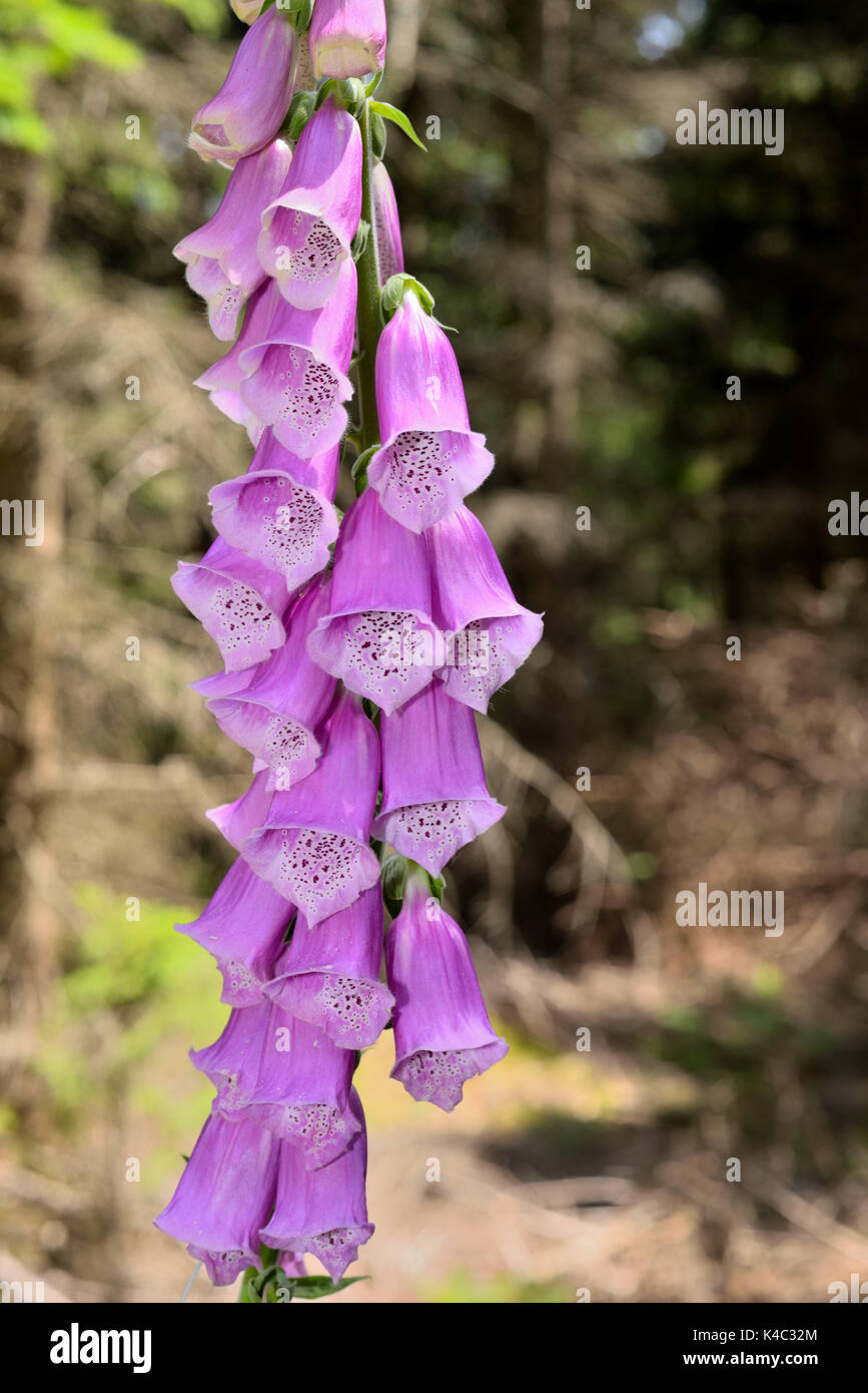 Fingerhut hi-res stock photography and images - Alamy