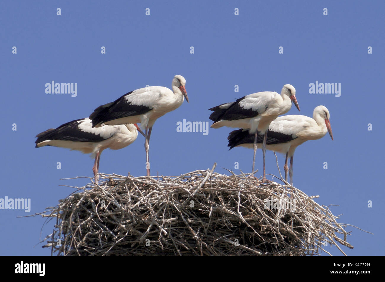 Storks In The Nest Against Blue Sky Stock Photo - Alamy