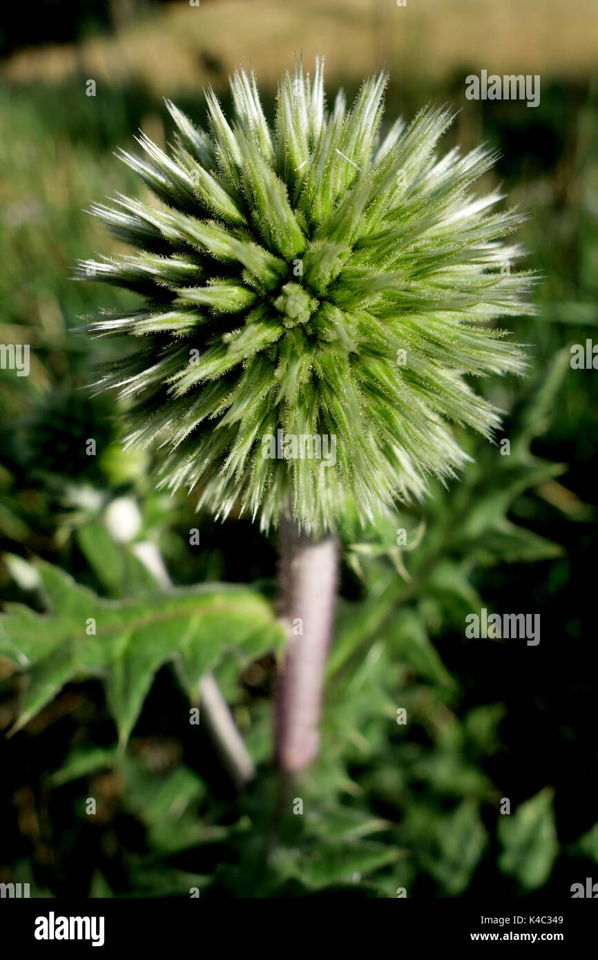 Flower Basket Of The Big Burdock Arctium Lappa Stock Photo - Alamy