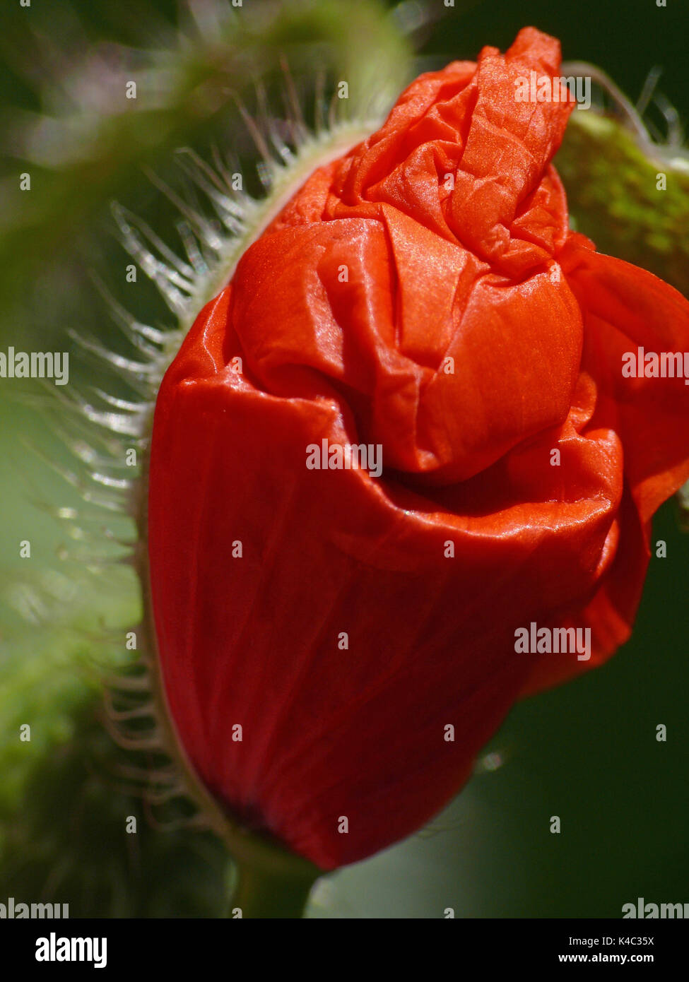 Unfolding bud hi-res stock photography and images - Alamy